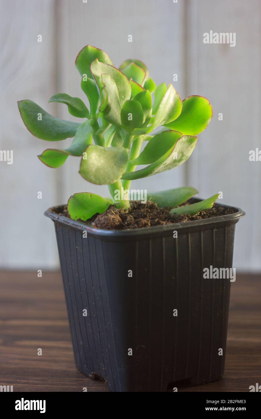 Green succulent home plant - crassula blue bird Stock Photo - Alamy