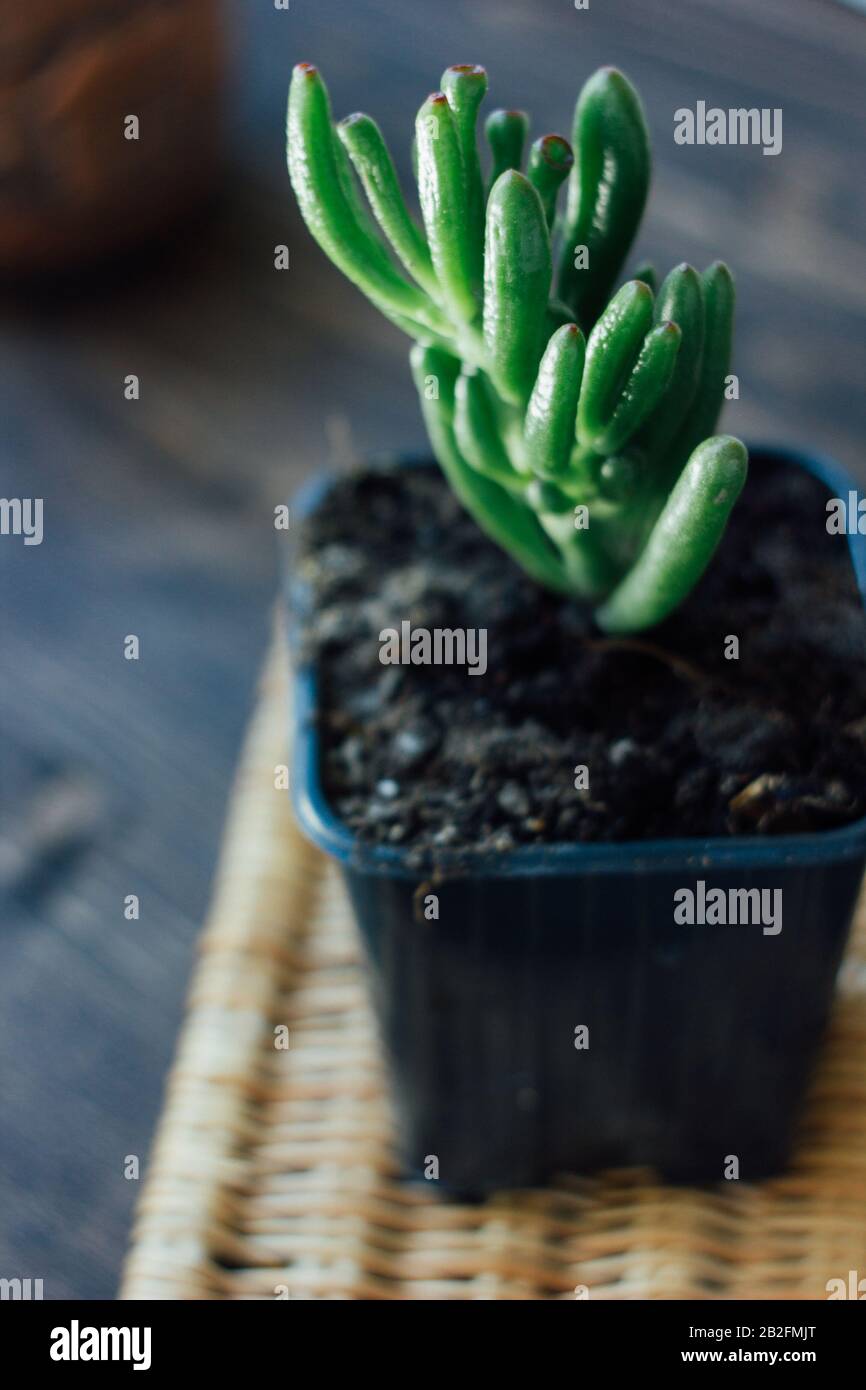 Hobbit home interior hi-res stock photography and images - Alamy