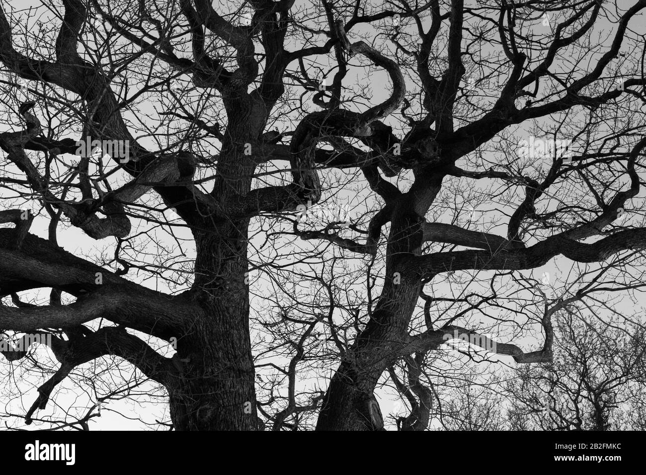 Entwined trees hi-res stock photography and images - Alamy