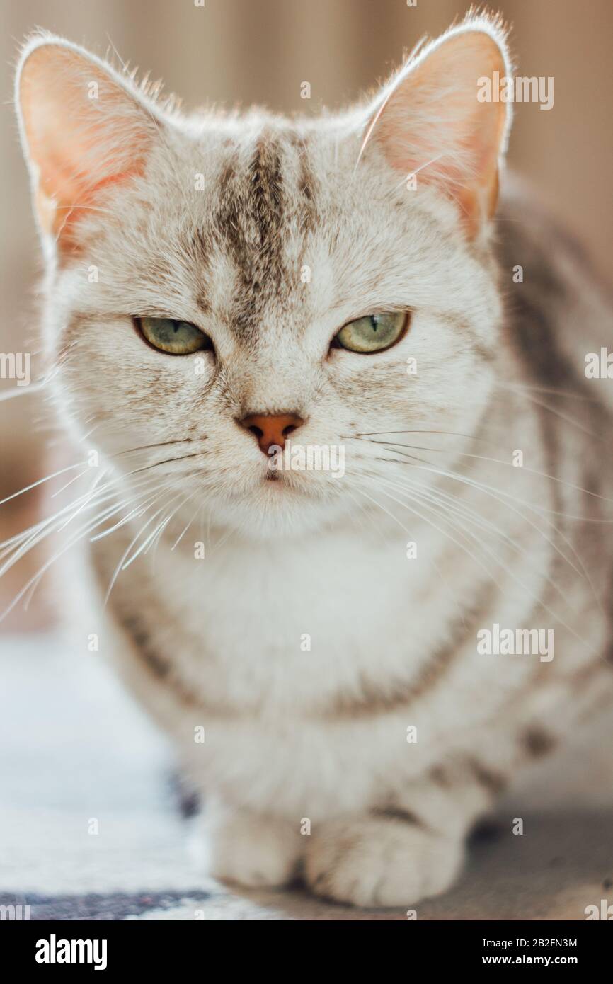 Close-up view of the beautiful scottish cat. Scottish straigth breed ...