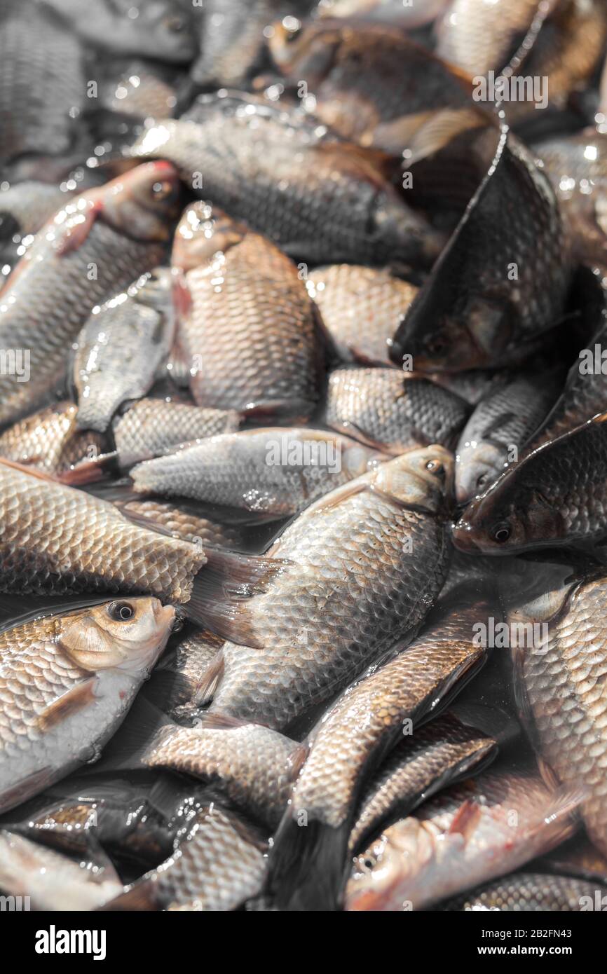Fresh carp fish close-up. Background of fish Stock Photo - Alamy