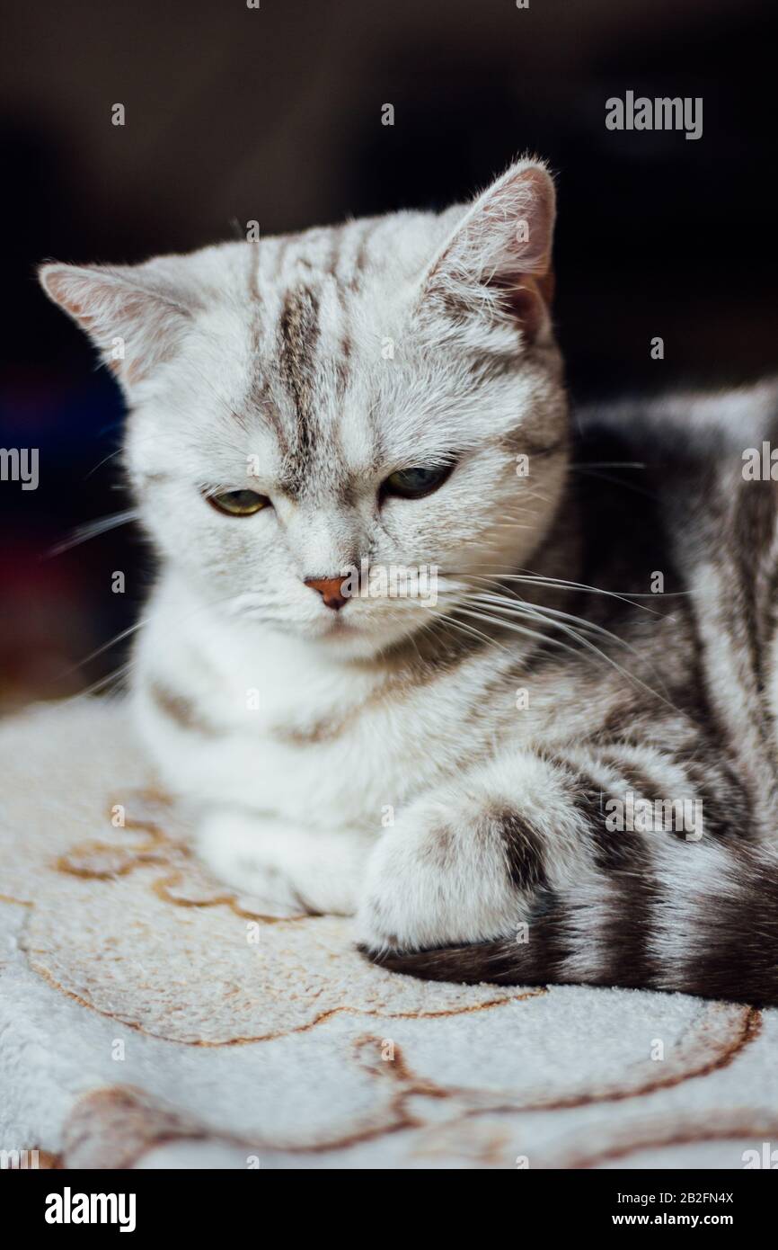 Scottish Straight cat - scottish cat with straigth ears Stock Photo - Alamy