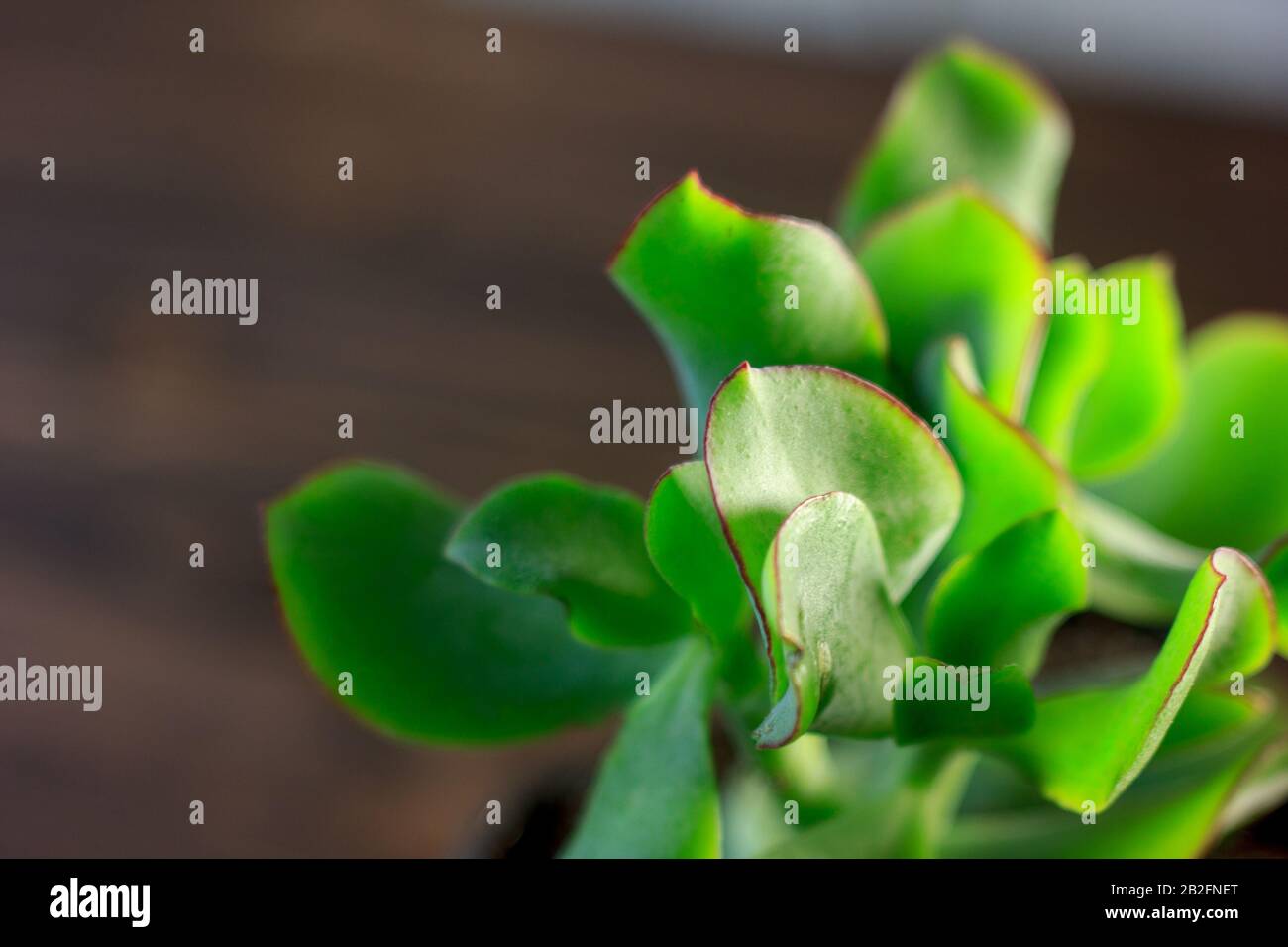 Green succulent home plant - crassula blue bird Stock Photo - Alamy