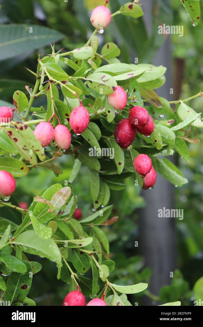 Fresh Christ's thorn on the tree with raindrops Stock Photo - Alamy
