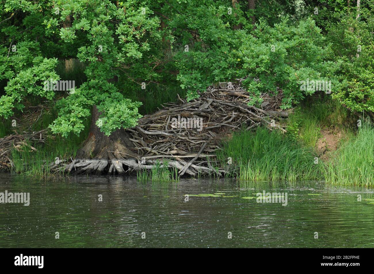 Biberbau hi-res stock photography and images - Alamy