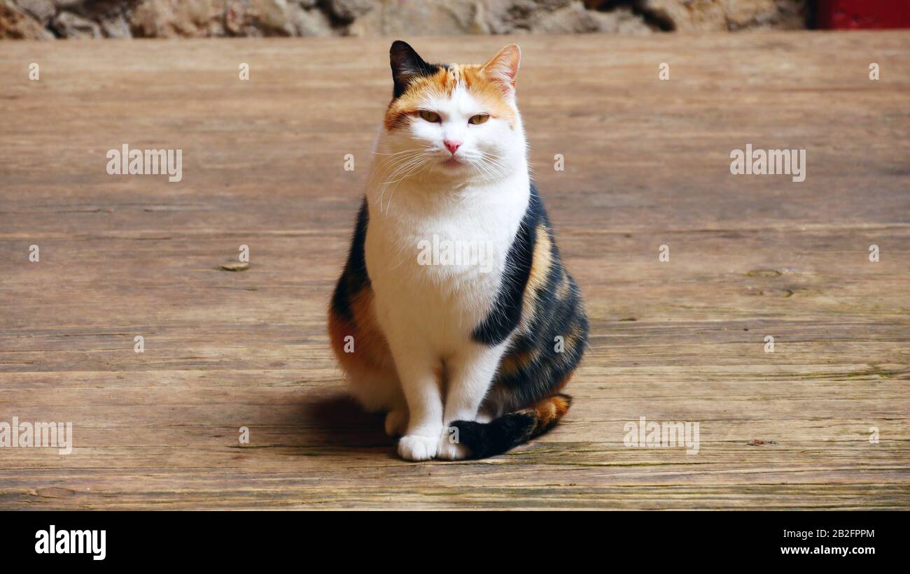 Bright coloured cat hi-res stock photography and images - Alamy