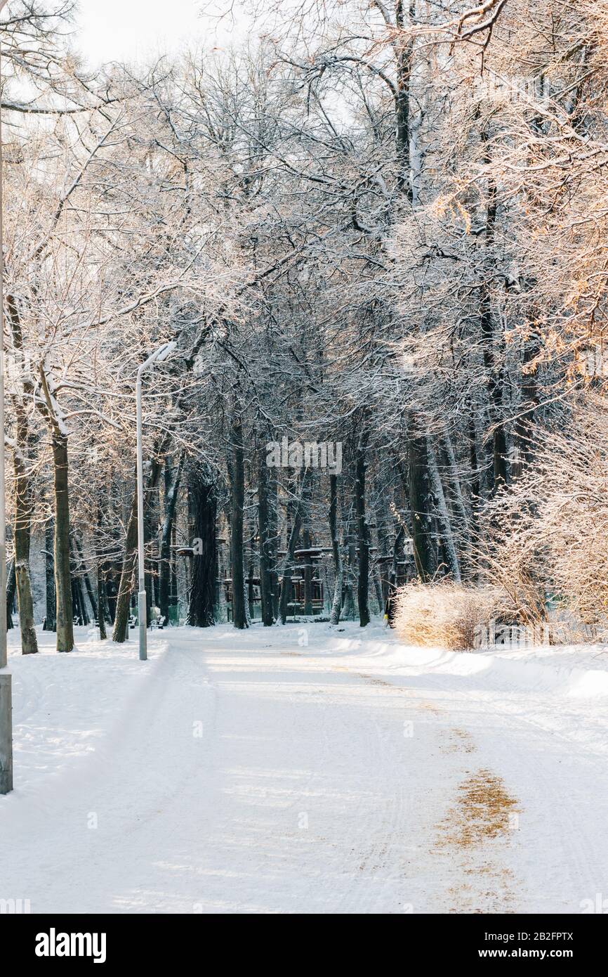 Cold winter in beautiful snow forest, landscape Stock Photo - Alamy
