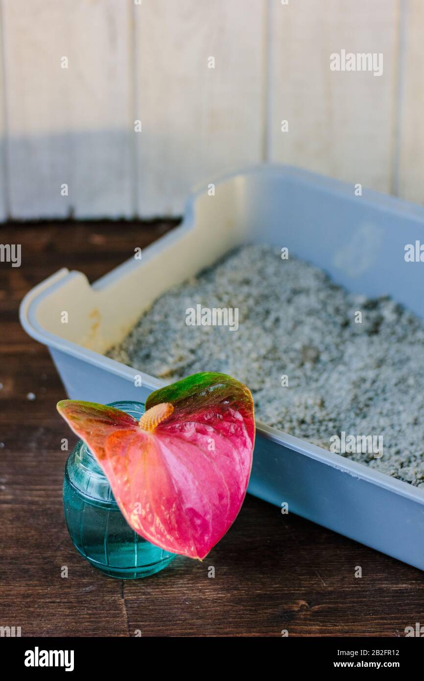 Cat litter box with the red flower - nice aroma concept Stock Photo - Alamy