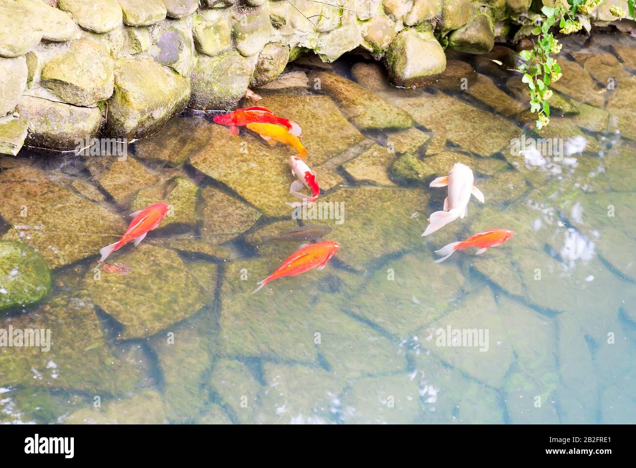 Bright red fish koi in the blue gray water of the pond against stone ...