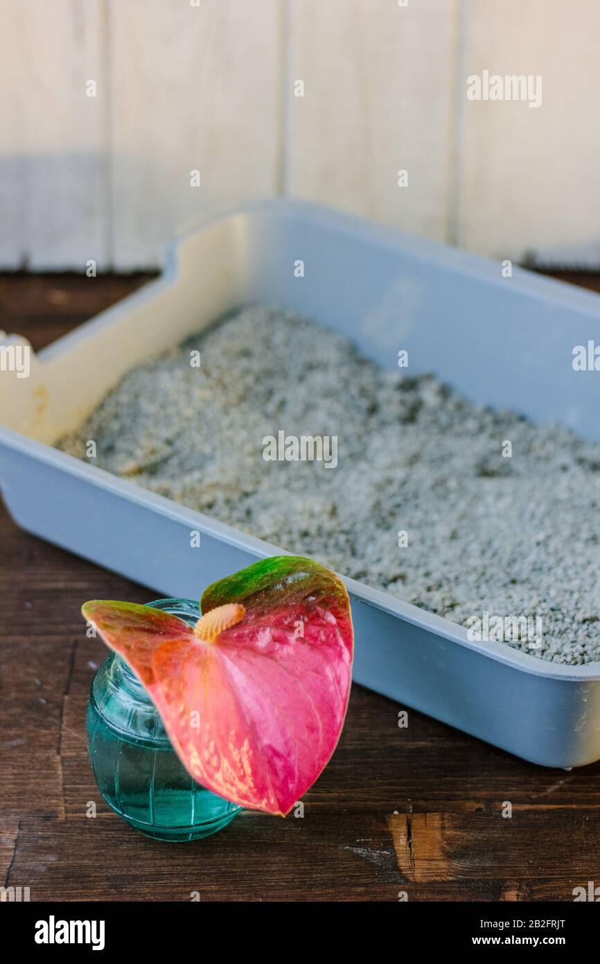 Red anthurium whith the litter box - nice aroma concept Stock Photo - Alamy