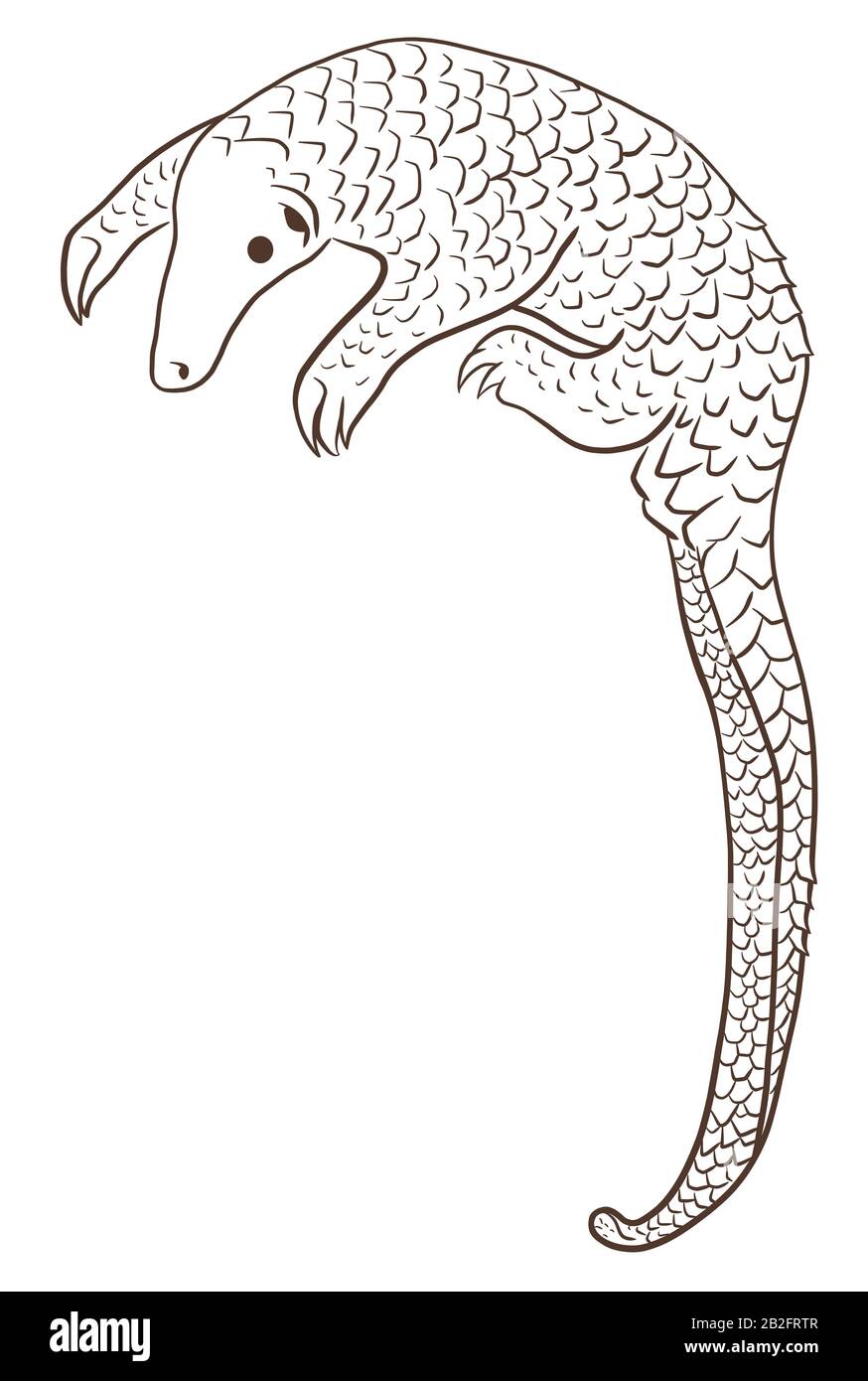 Pangolin or scaly anteater, a scales covered mammal from tropical areas ...