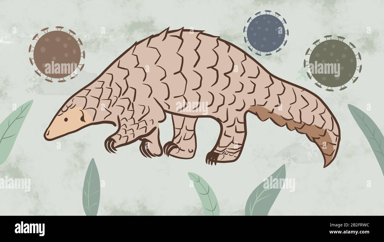 Pangolin or scaly anteater, a scales covered mammal from tropical areas ...