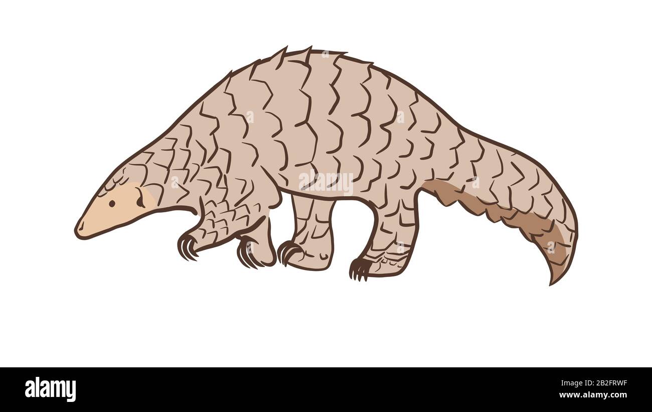 Pangolin or scaly anteater, a scales covered mammal from tropical areas ...