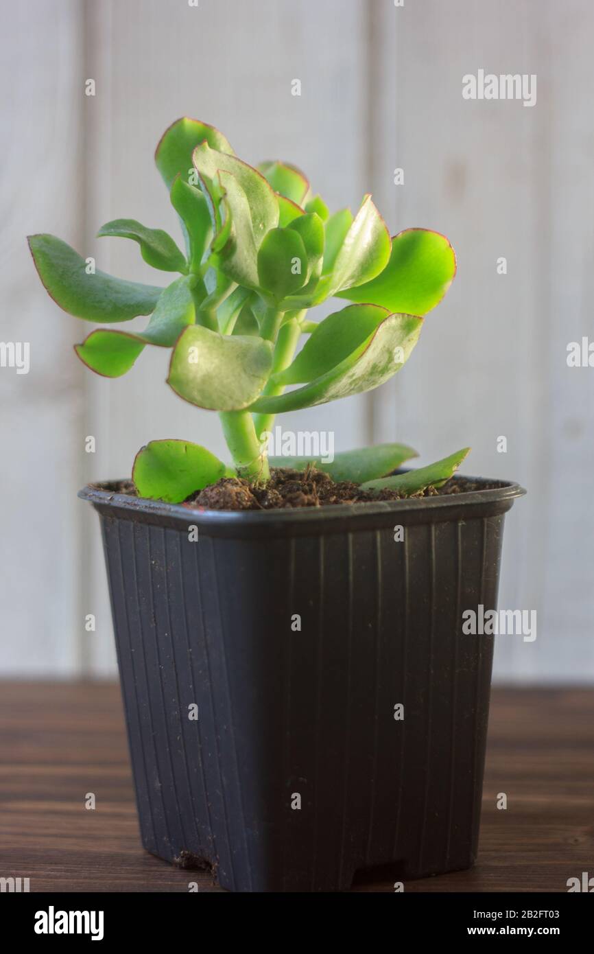 Green succulent home plant - crassula blue bird Stock Photo - Alamy