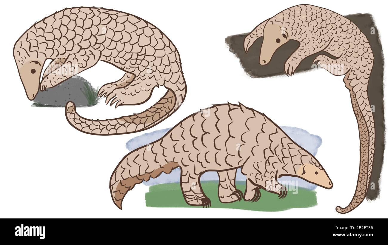 Pangolin scaly anteater scales hi-res stock photography and images - Alamy