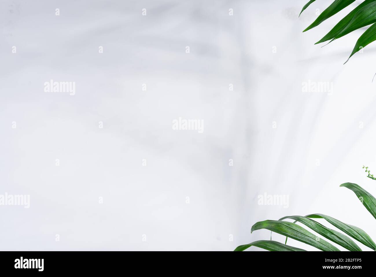 Jungle shadow hi-res stock photography and images - Alamy