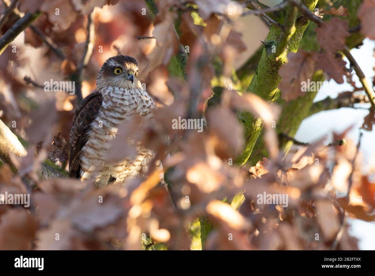 Hiding in the oak tree hi-res stock photography and images - Alamy
