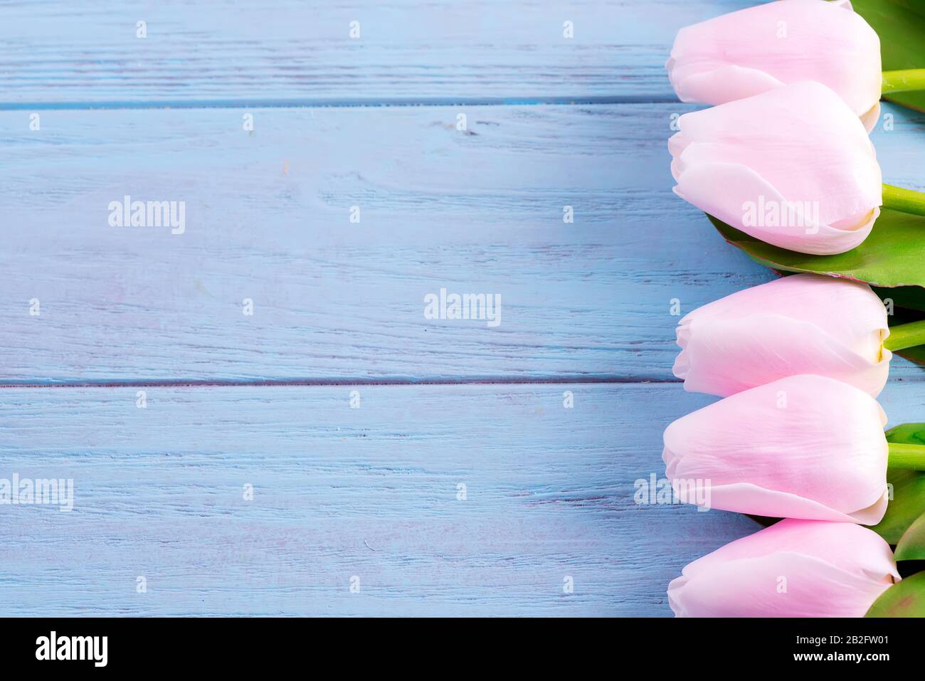 Corner border from close-up buds of fresh pink tulips flowers on a ...