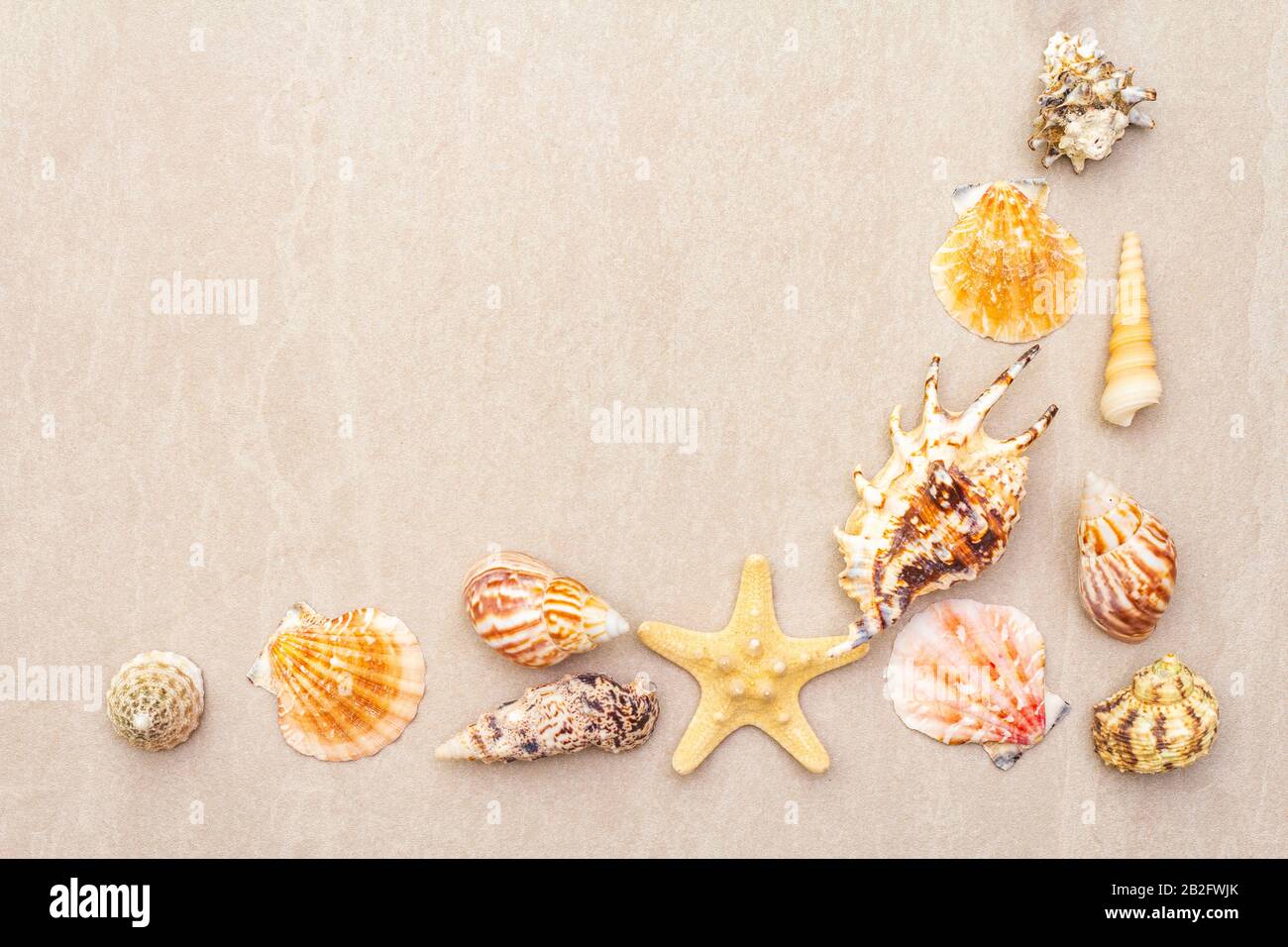 Seashells summer background. Lots of different seashells piled together ...