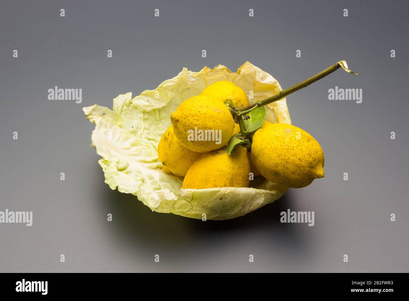 The fruit of the lemon tree is the lemon of yellow skin, with an acid ...