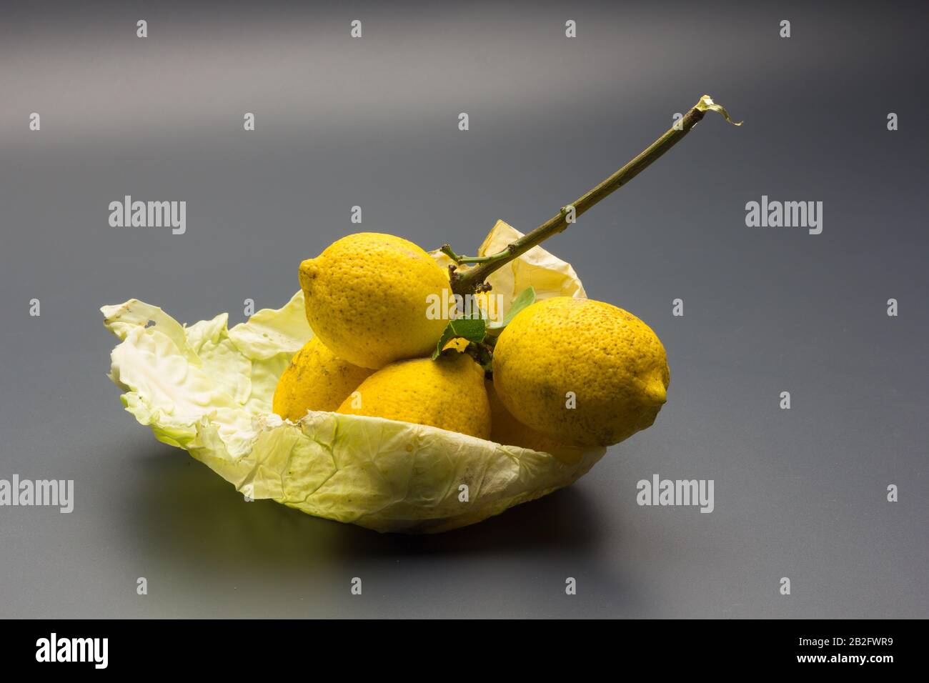 The fruit of the lemon tree is the lemon of yellow skin, with an acid ...