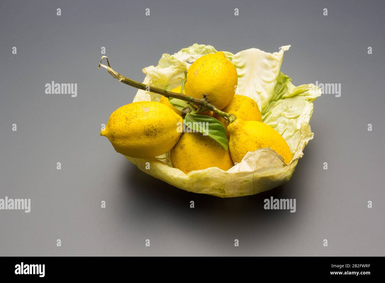 The fruit of the lemon tree is the lemon of yellow skin, with an acid ...
