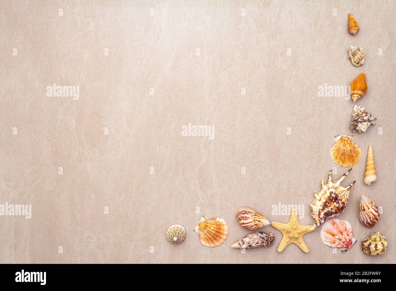 Seashells summer background. Lots of different seashells piled together ...