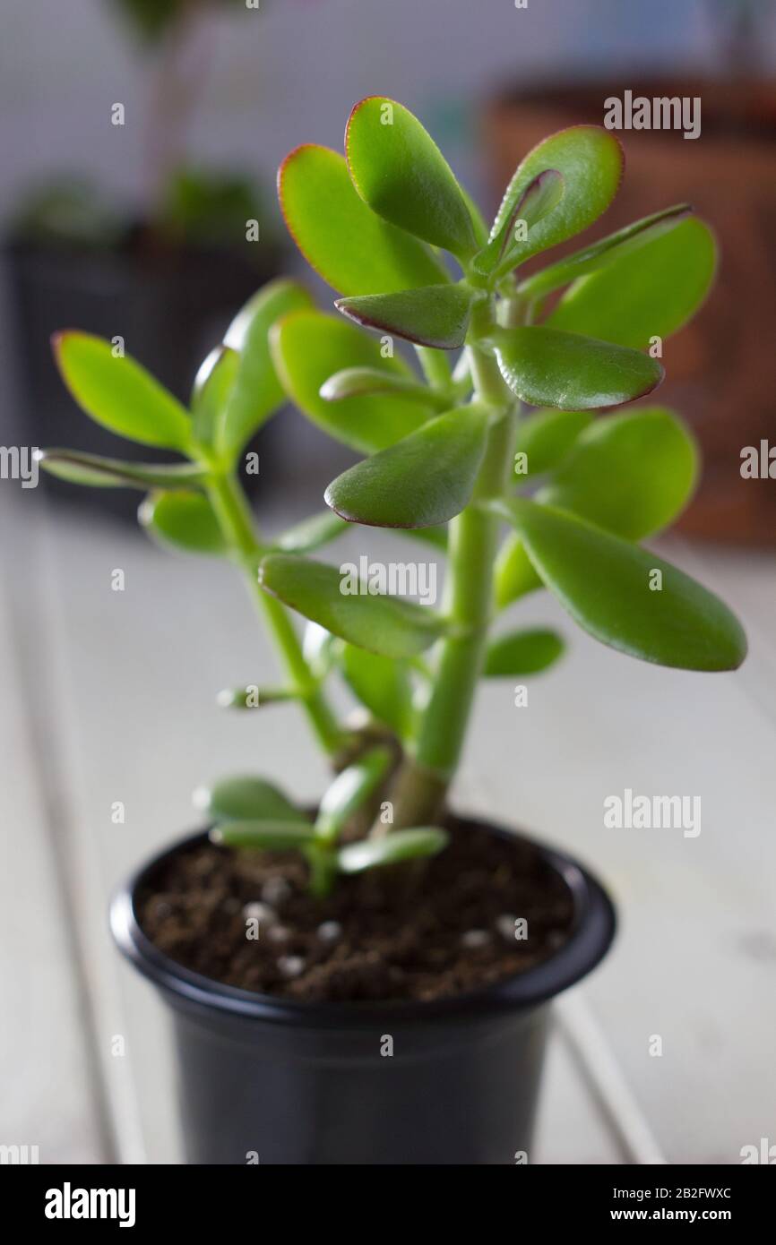 The succulent plant Crassula ovata known as Jade Plant or Money Plant ...