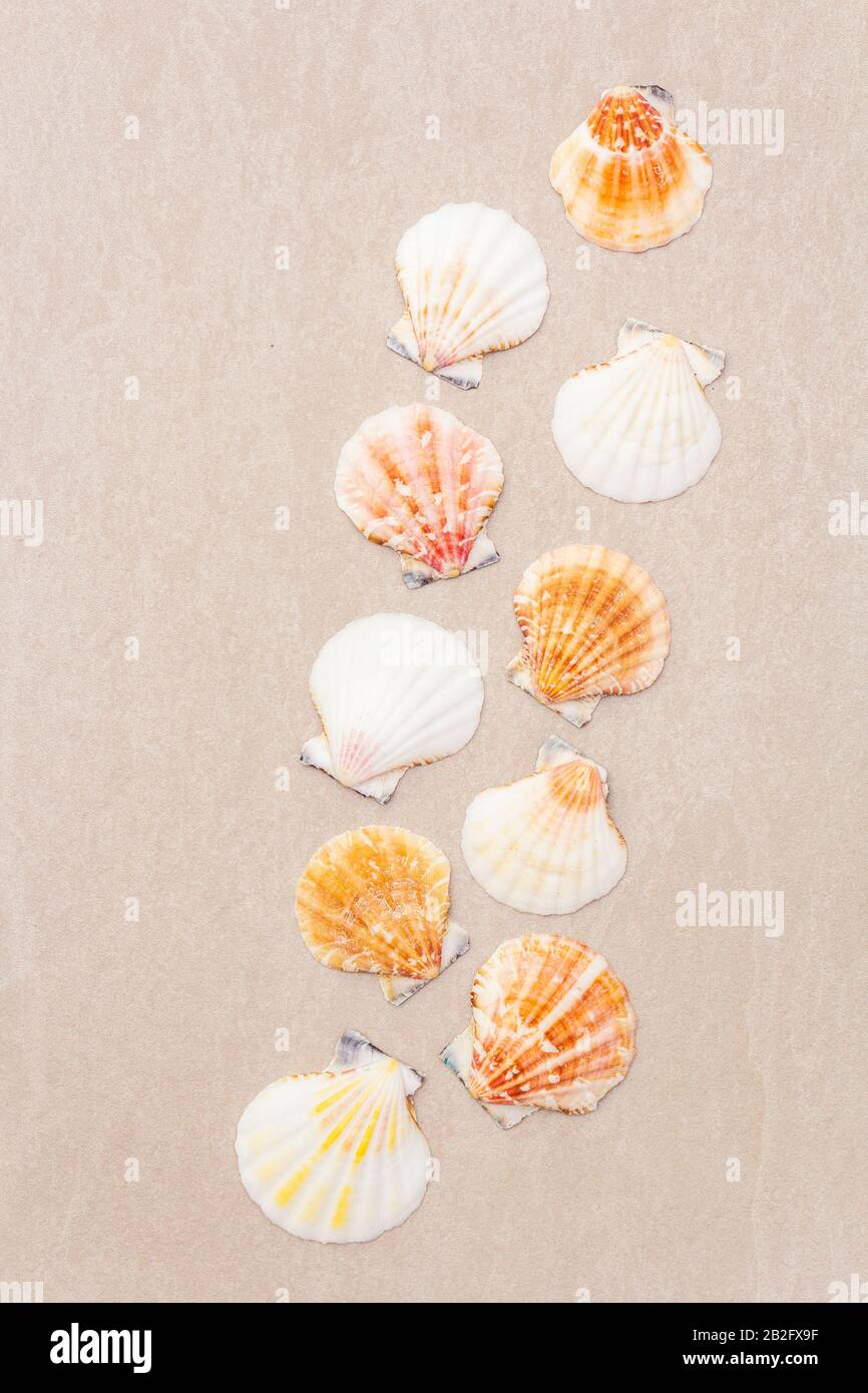 Seashells summer background. Lots of different seashells piled together ...