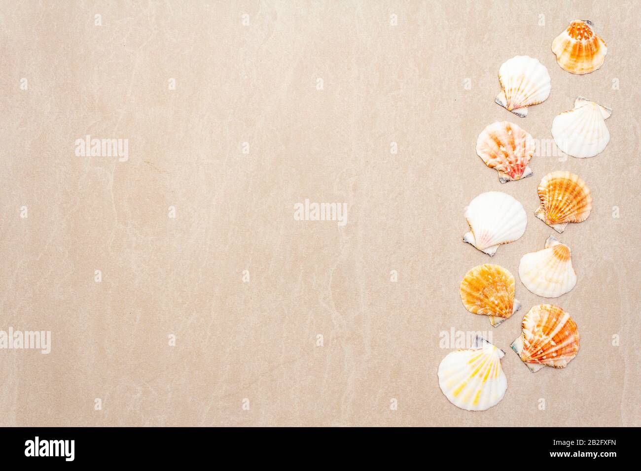 Seashells summer background. Lots of different seashells piled together ...
