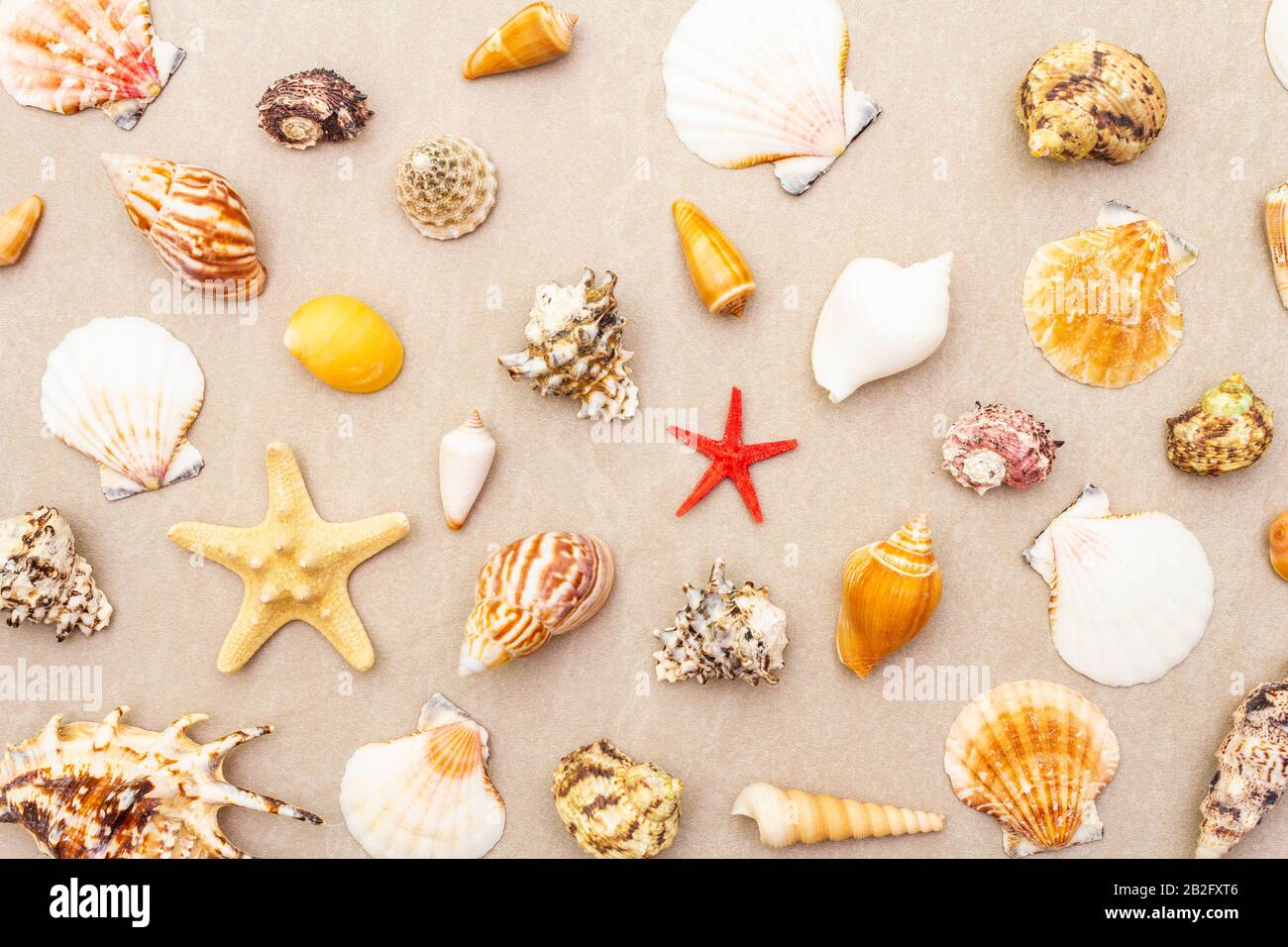 Seashells summer background. Lots of different seashells piled together ...