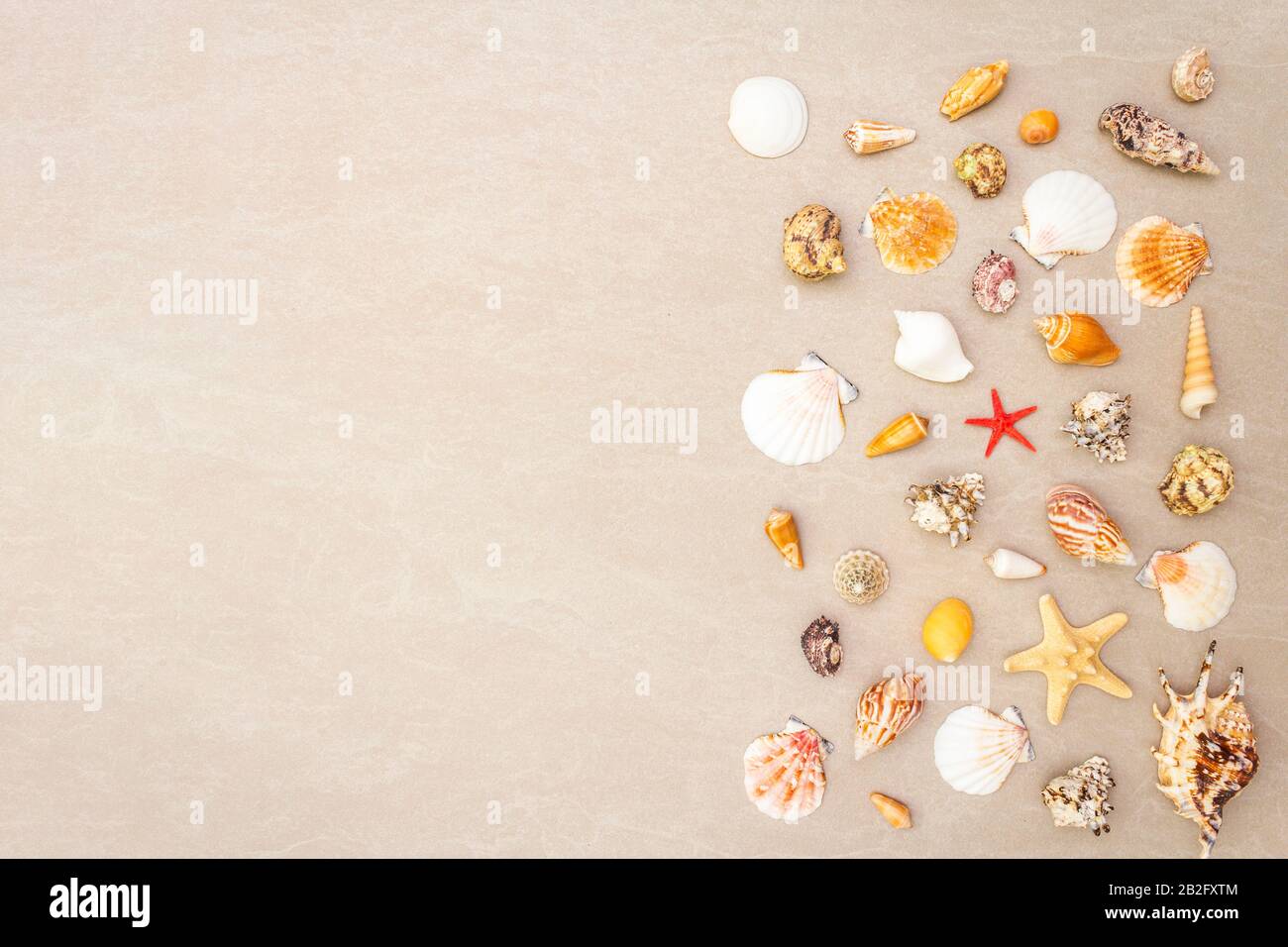 Seashells summer background. Lots of different seashells piled together ...