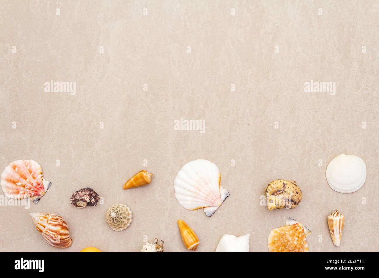 Seashells summer background. Lots of different seashells piled together ...