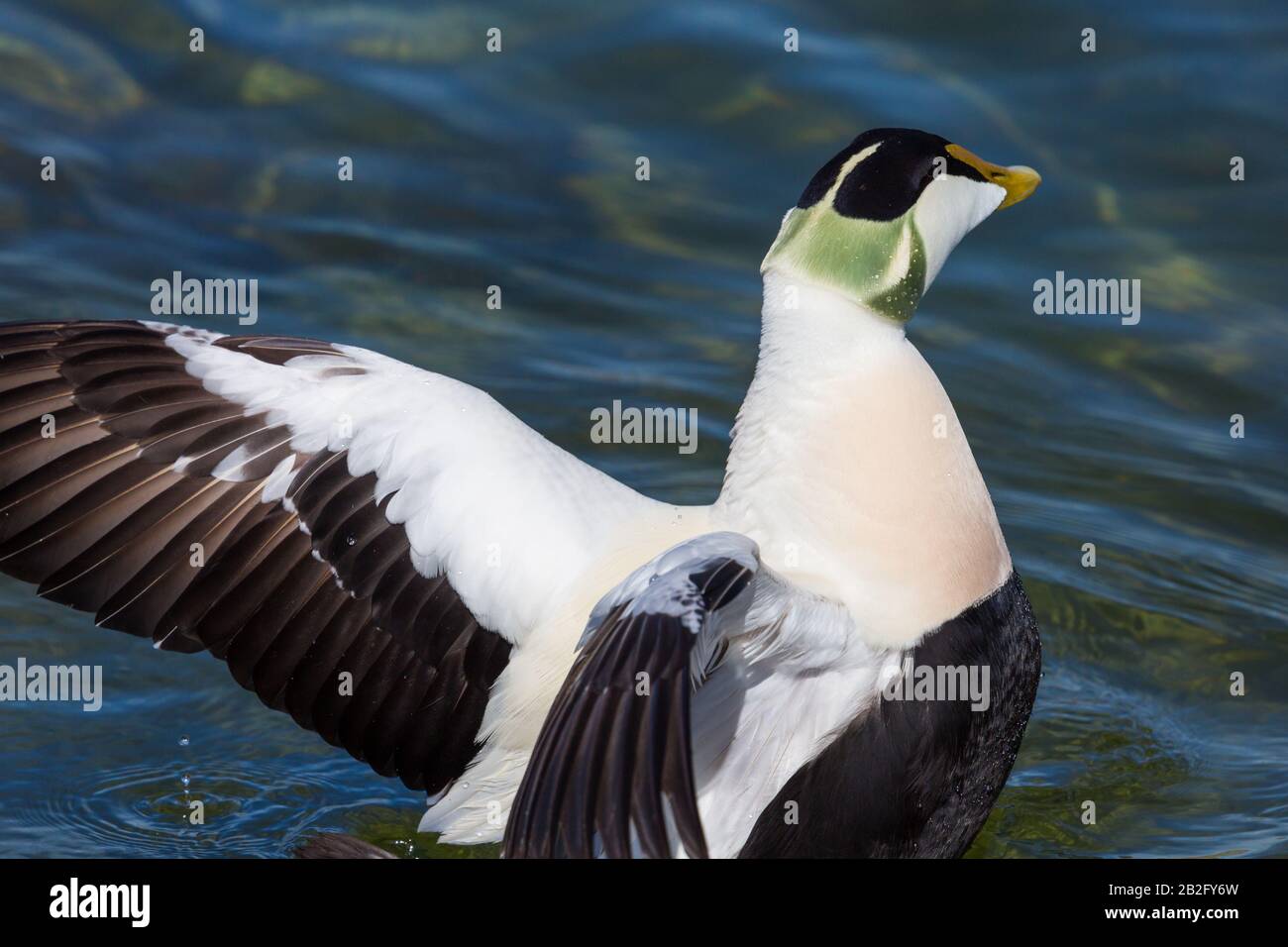 Eider close hi-res stock photography and images - Alamy