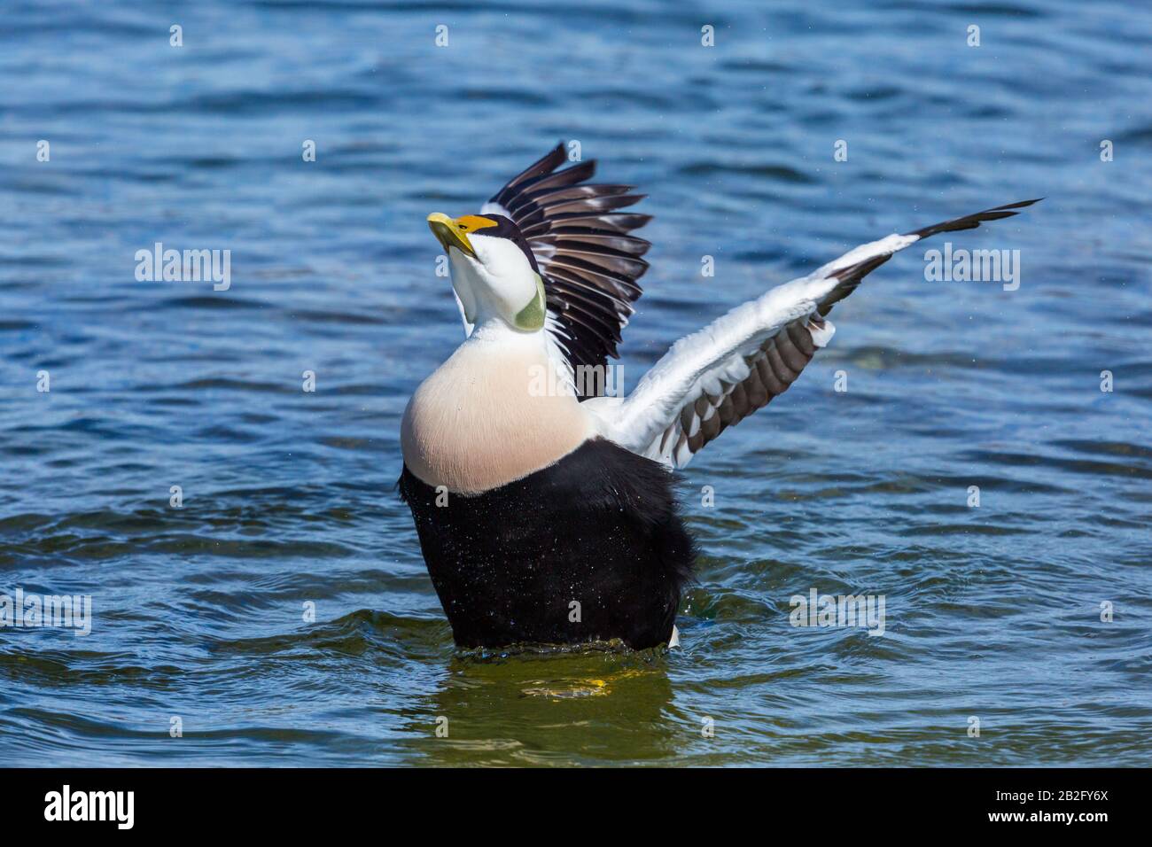 natural male eider duck (somateria mollissima) spreading wings in water ...