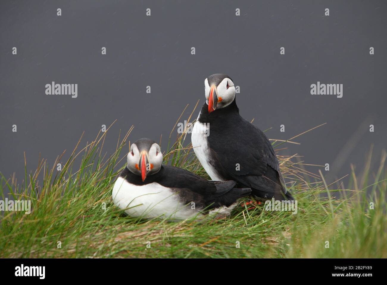 Two bird island hi-res stock photography and images - Alamy
