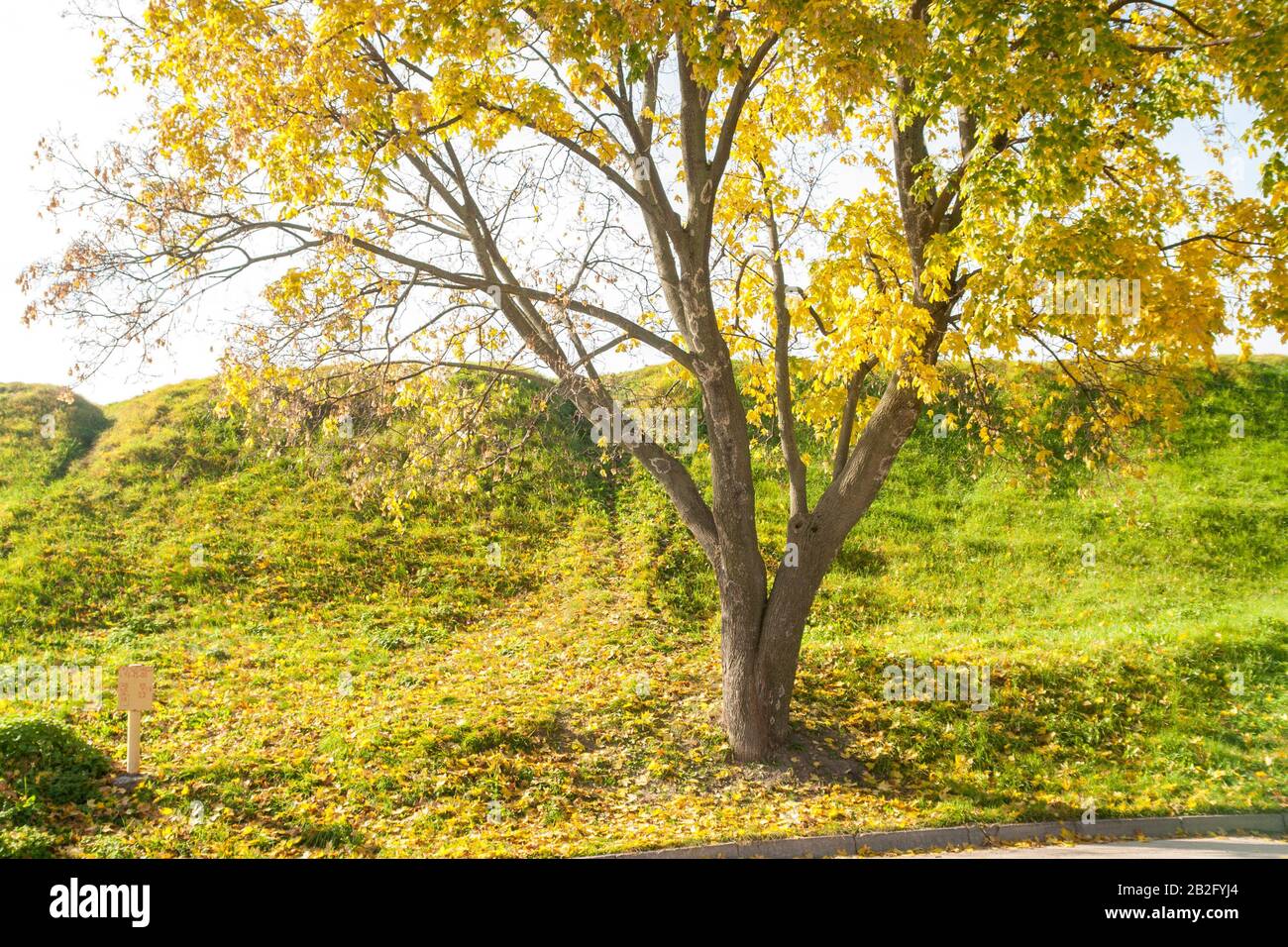 autumn big trees in the park outdoors Stock Photo - Alamy