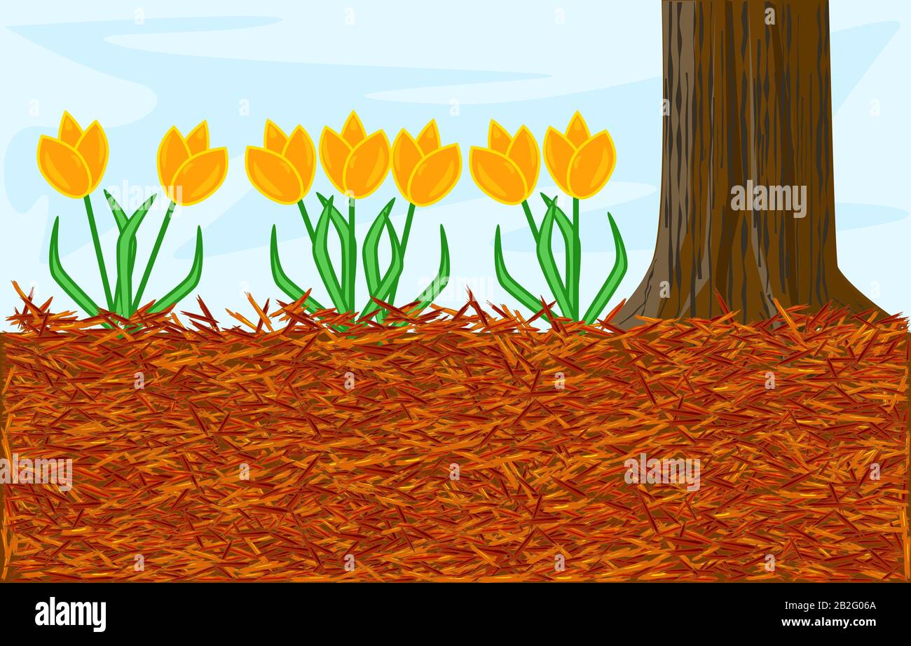 Mulch gardening concept with tulip, red mulch and tree. Landscape ...