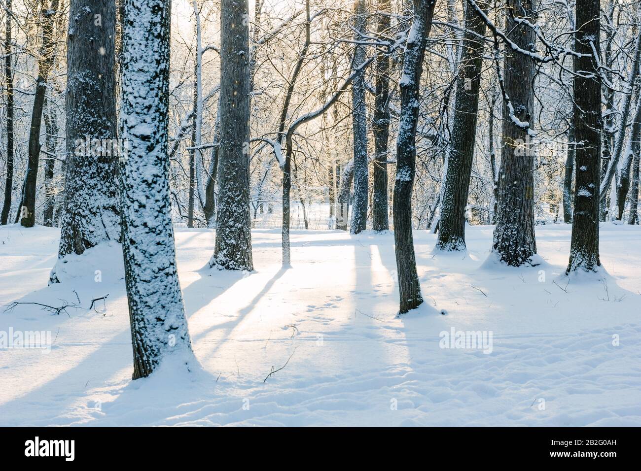 Cold winter in beautiful snow forest, landscape Stock Photo - Alamy