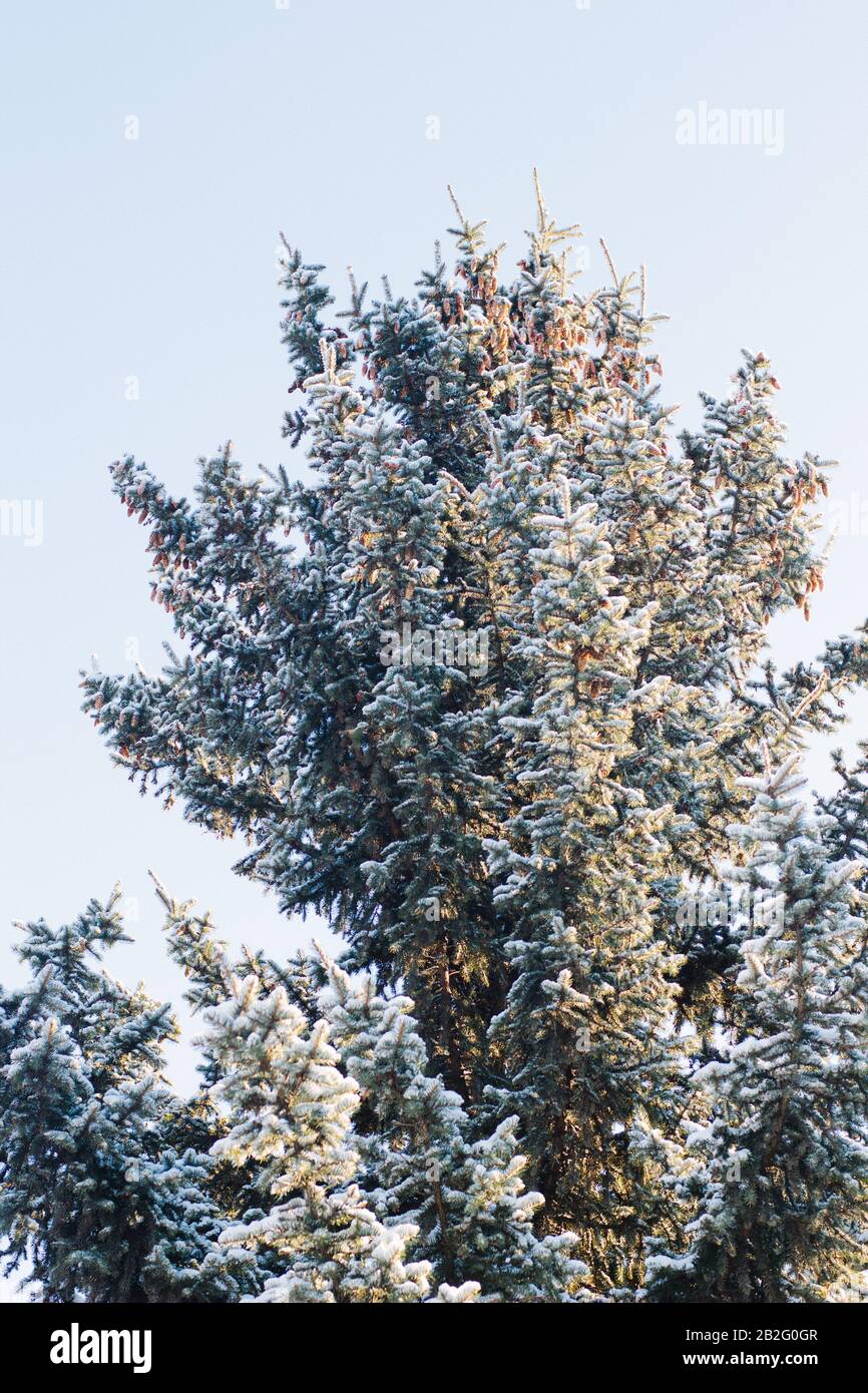 Christmas tree on winter forest morning against sky Stock Photo - Alamy