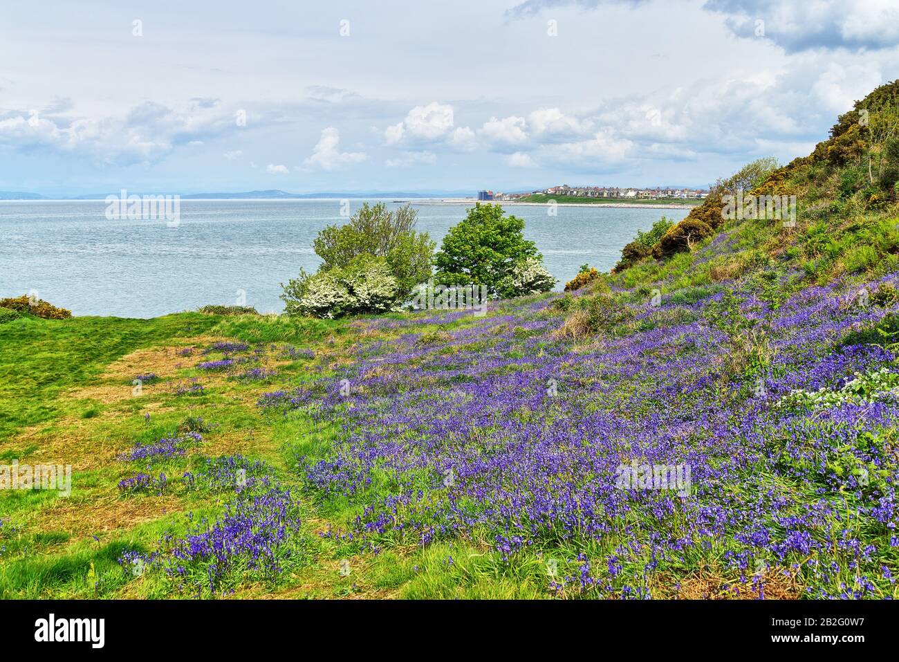 Bluebells on Heysham Head, Lancashire, Northern England Stock Photo - Alamy