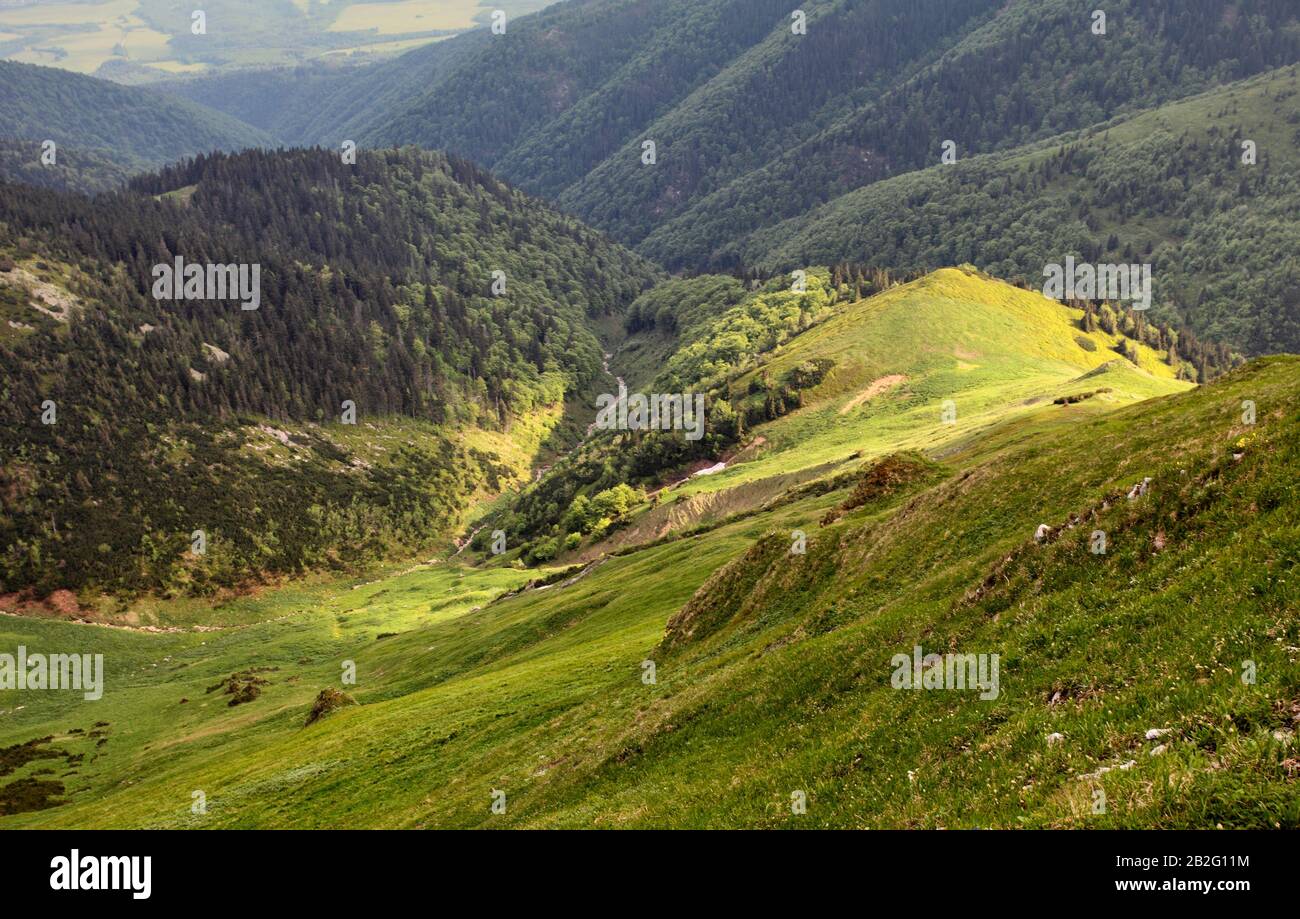 Green valey with forest Stock Photo - Alamy