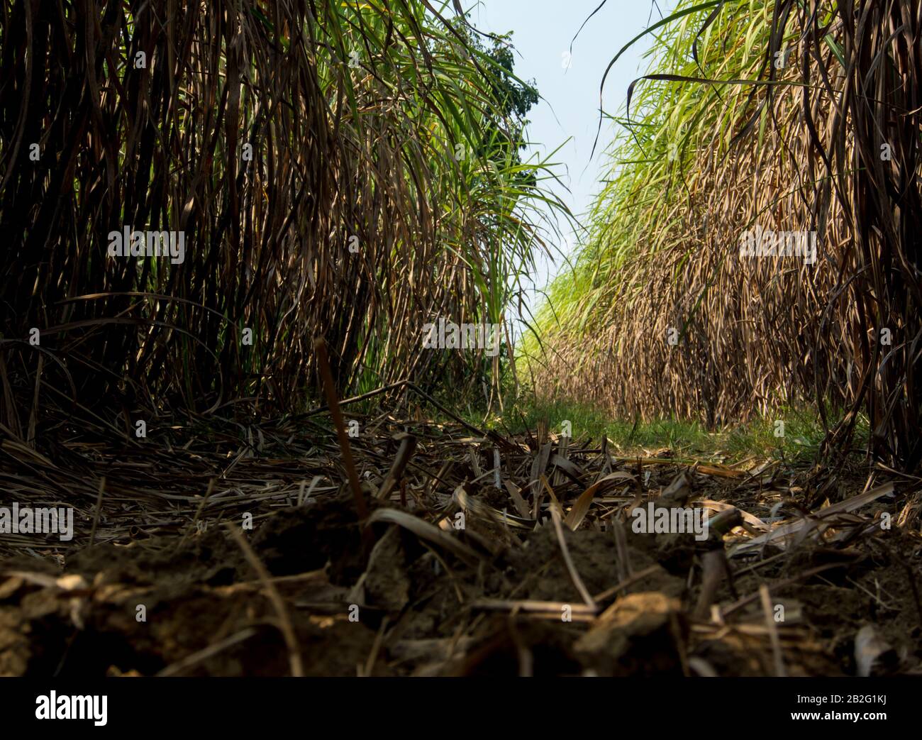 The dry cane leaves and overgrown cane flooded the head during the dirt ...