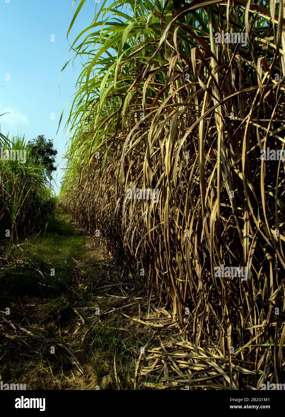 The dry cane leaves and overgrown cane flooded the head during the dirt ...