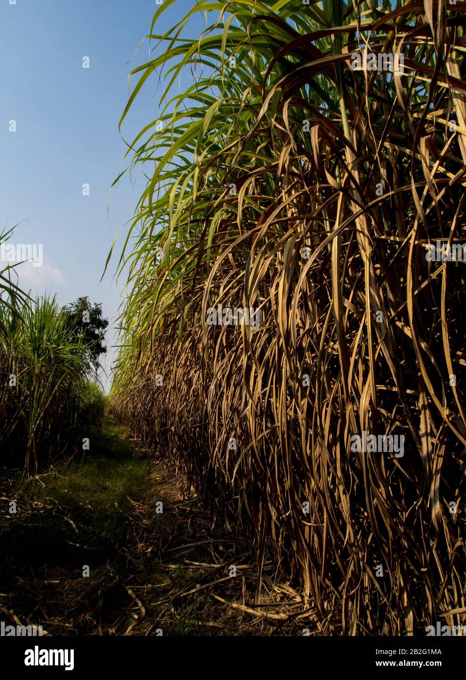 Sugarcane Leaves High Resolution Stock Photography and Images - Alamy