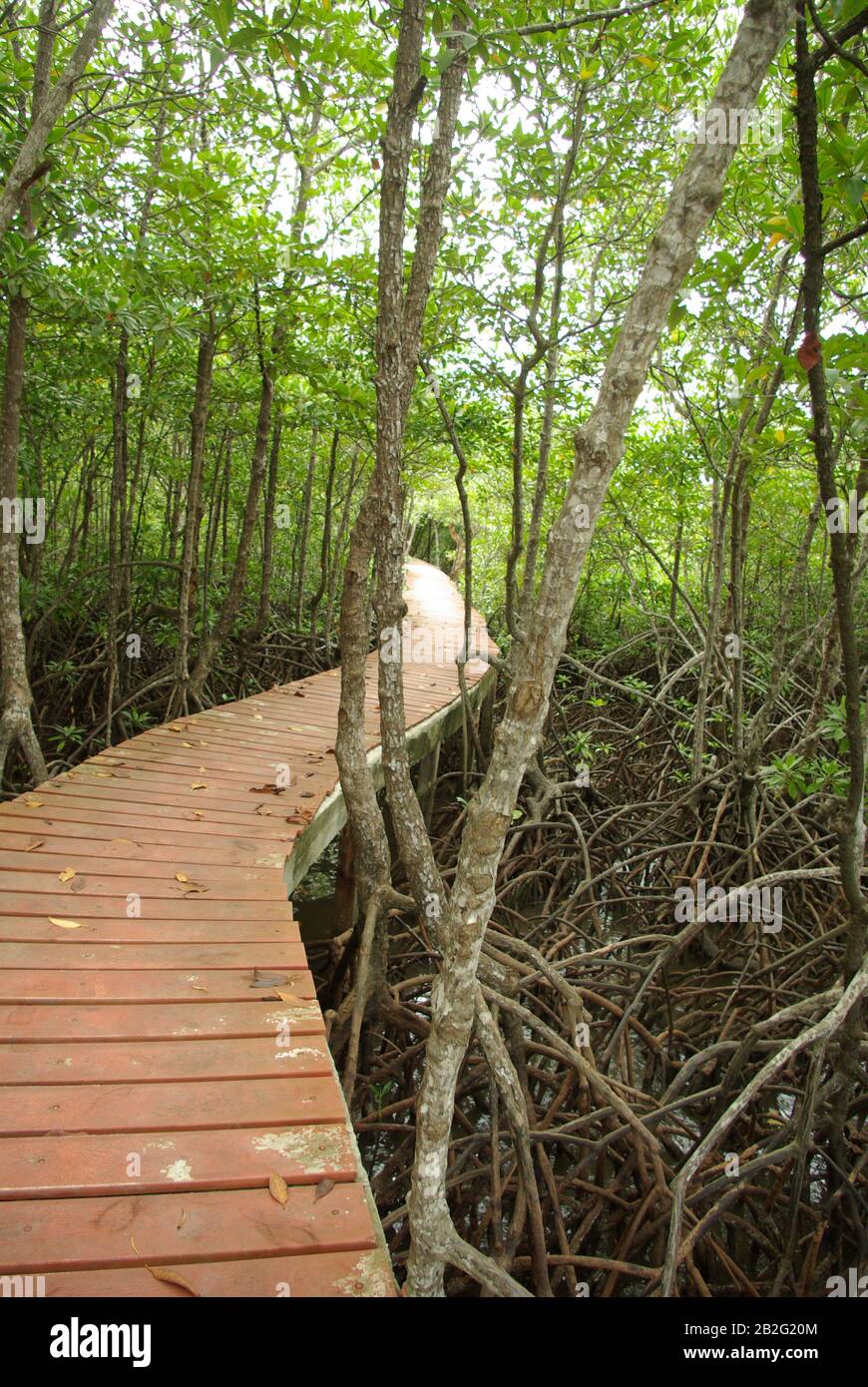 Mangrove forest bridge in hi-res stock photography and images - Alamy
