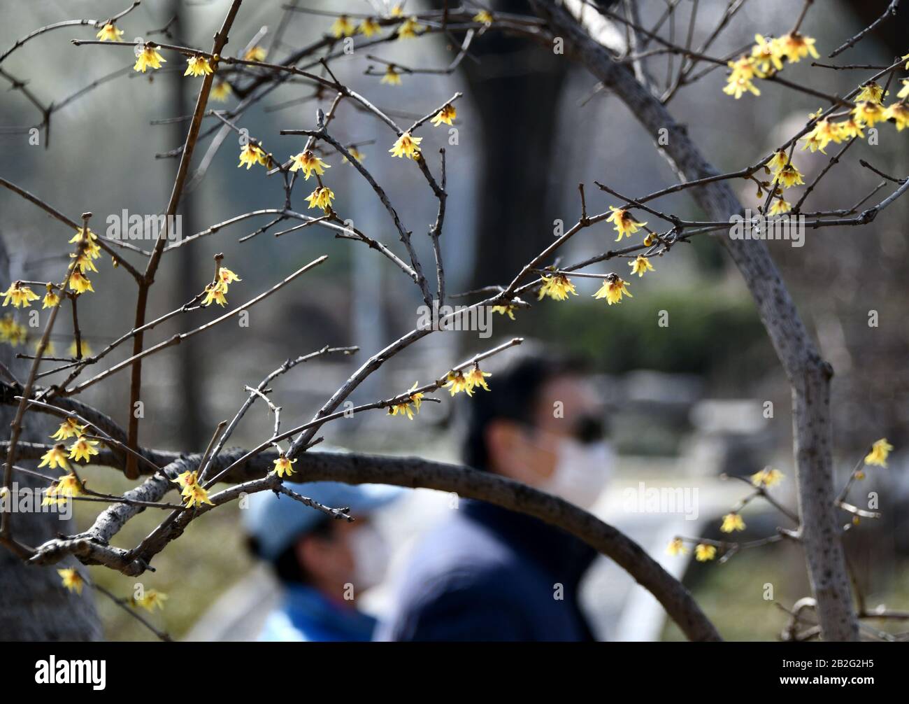 Ji'nan, China's Shandong Province. 3rd Mar, 2020. Visitors tour at the ...