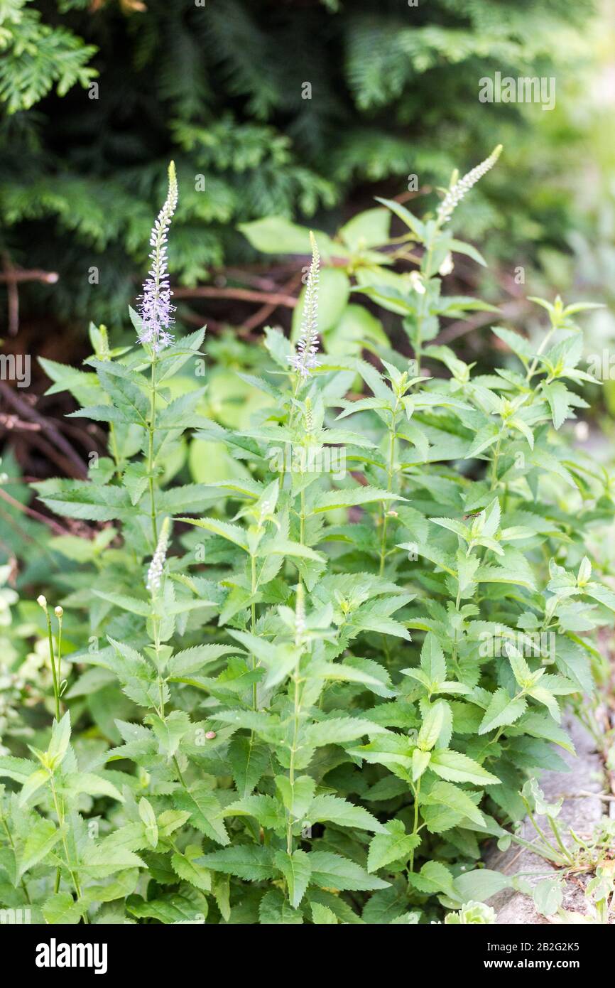 Fresh mint flowers grounded on park green and beautiful Stock Photo - Alamy
