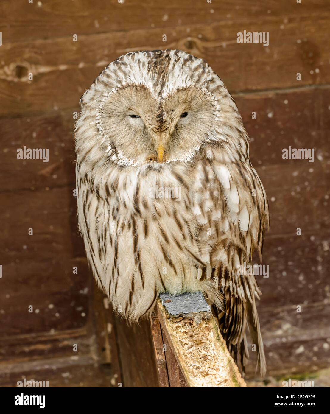 Ural owl (Strix uralensis) standing in booth, zoo Stock Photo - Alamy