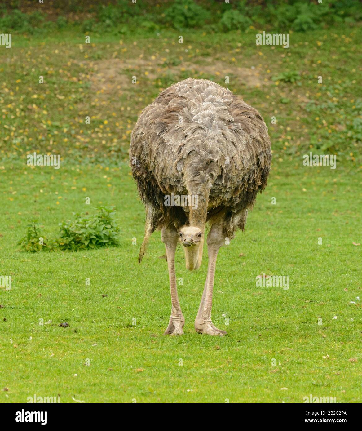 Common ostrich (Struthio camelus) female on grass, zoo Stock Photo - Alamy